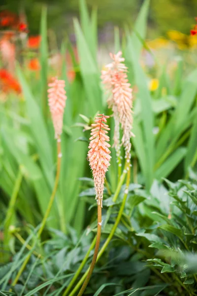 Kniphofia triangularis (Dwarf Red Hot Poker) Stock Photo by ©ileana_bt ...