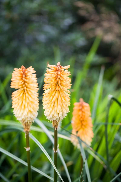 Kniphofia triangularis (Dwarf Red Hot Poker) Stock Photo by ©ileana_bt ...
