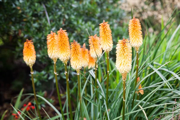 Kniphofia triangularis (Dwarf Red Hot Poker) Stock Photo by ©ileana_bt ...