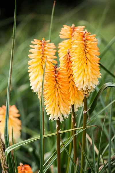 Kniphofia triangularis (Dwarf Red Hot Poker) Stock Photo by ©ileana_bt ...