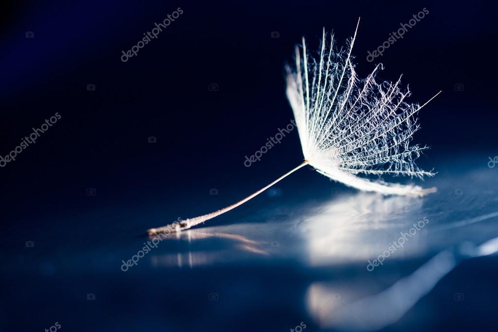 Dandelion seed with details on black background — Stock Photo © ileana ...