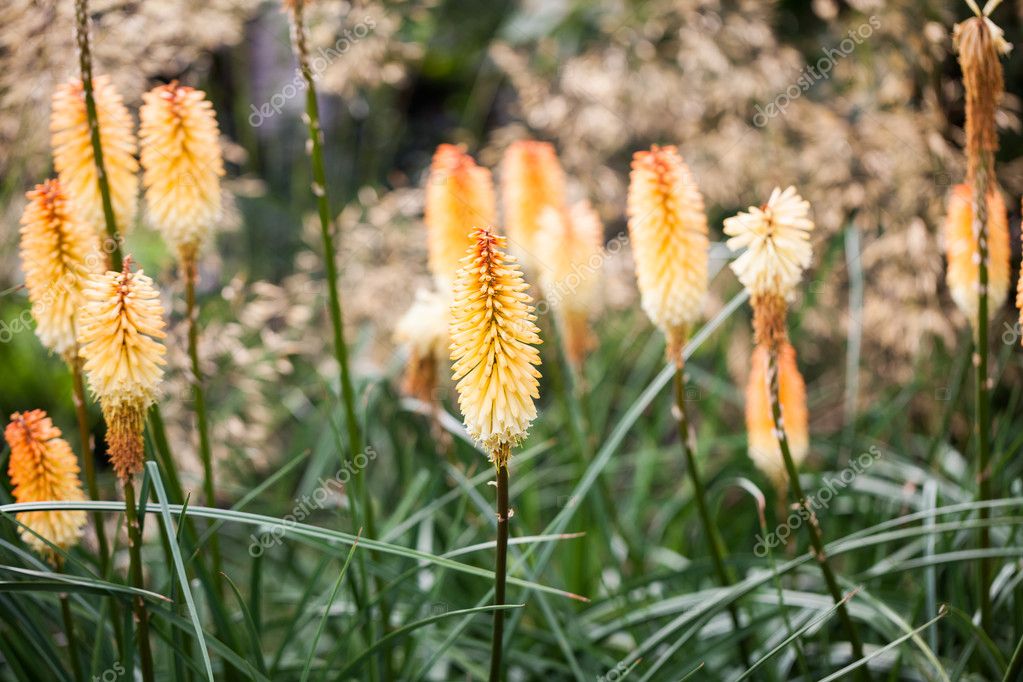 Kniphofia triangularis (Dwarf Red Hot Poker) Stock Photo by ©ileana_bt ...