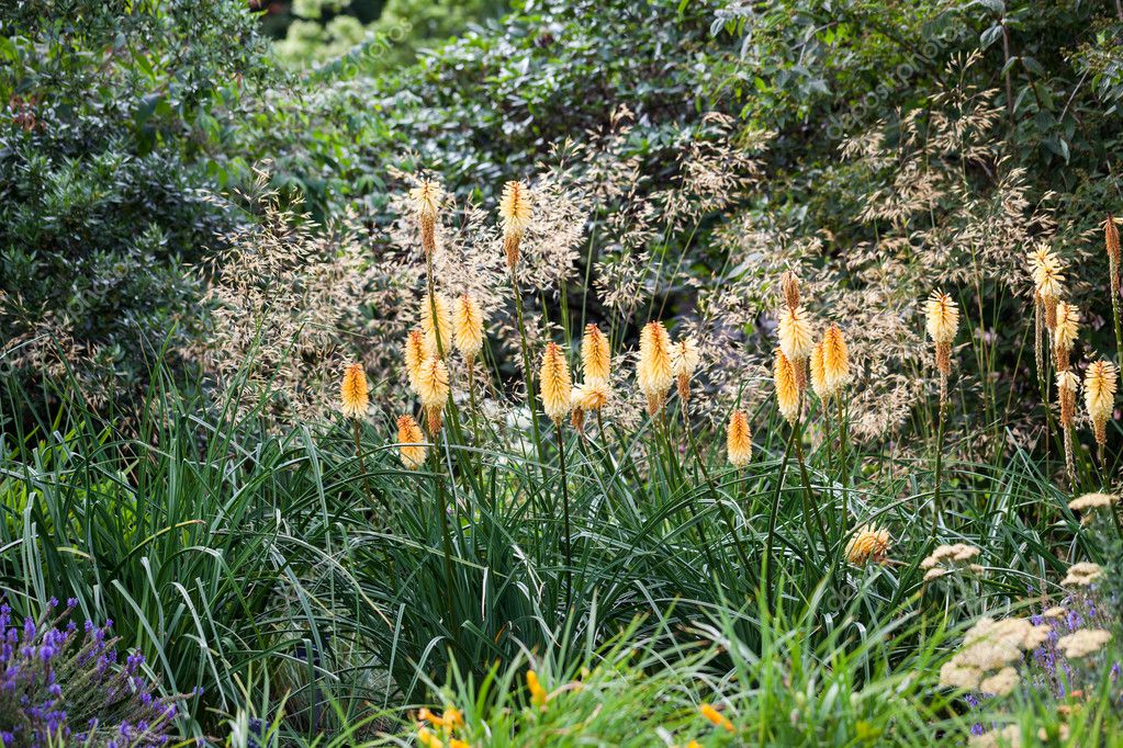 Kniphofia triangularis (Dwarf Red Hot Poker) Stock Photo by ©ileana_bt ...