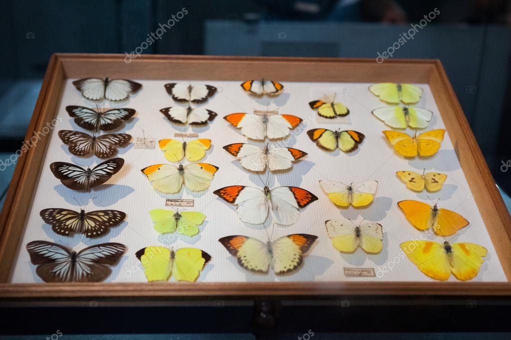 Alfred Russel Wallace Theory Of Evolution