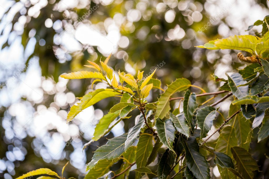 Quercus variabilis (oriental cork oak) - tree and details — Stock Photo ...