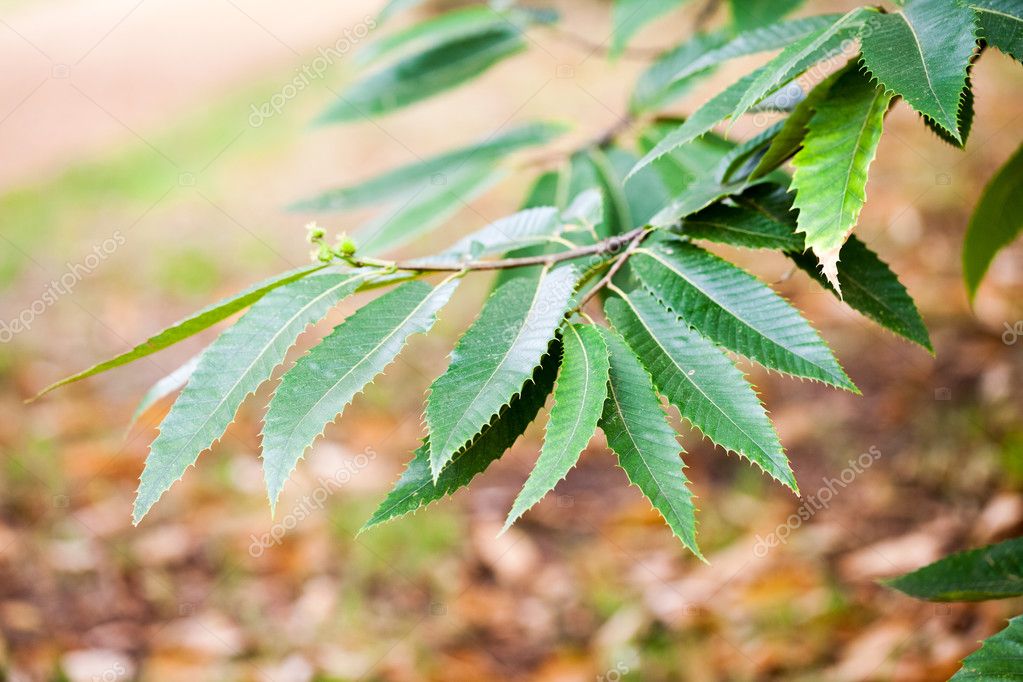 Quercus variabilis (oriental cork oak) - tree and details — Stock Photo ...