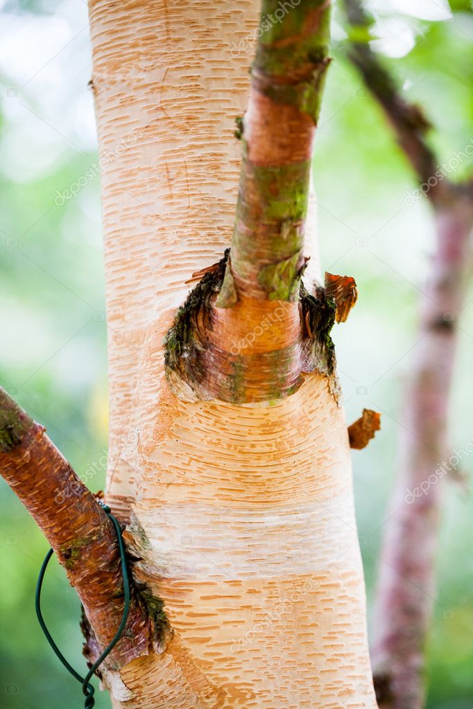 Silver Birch Tree Bark