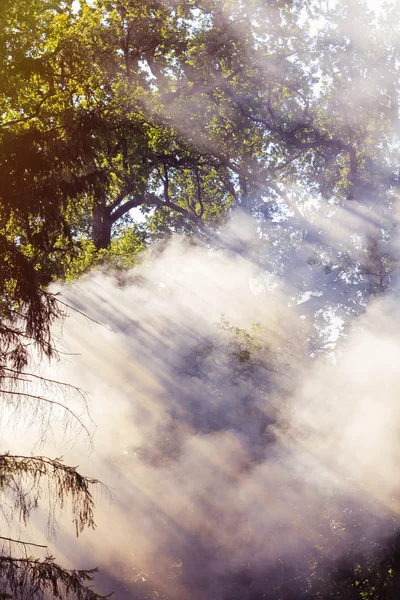 Billowing smoke from forest fire — Stock Photo © TorriPhoto #63931413