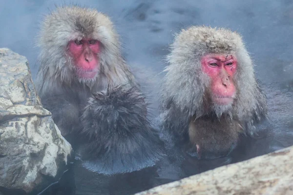 Japan hot spring monkey Stock Photos, Royalty Free Japan hot spring ...