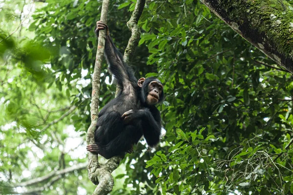 Chimpanzee with his mouth wide open is sitting on a tree branch in ...