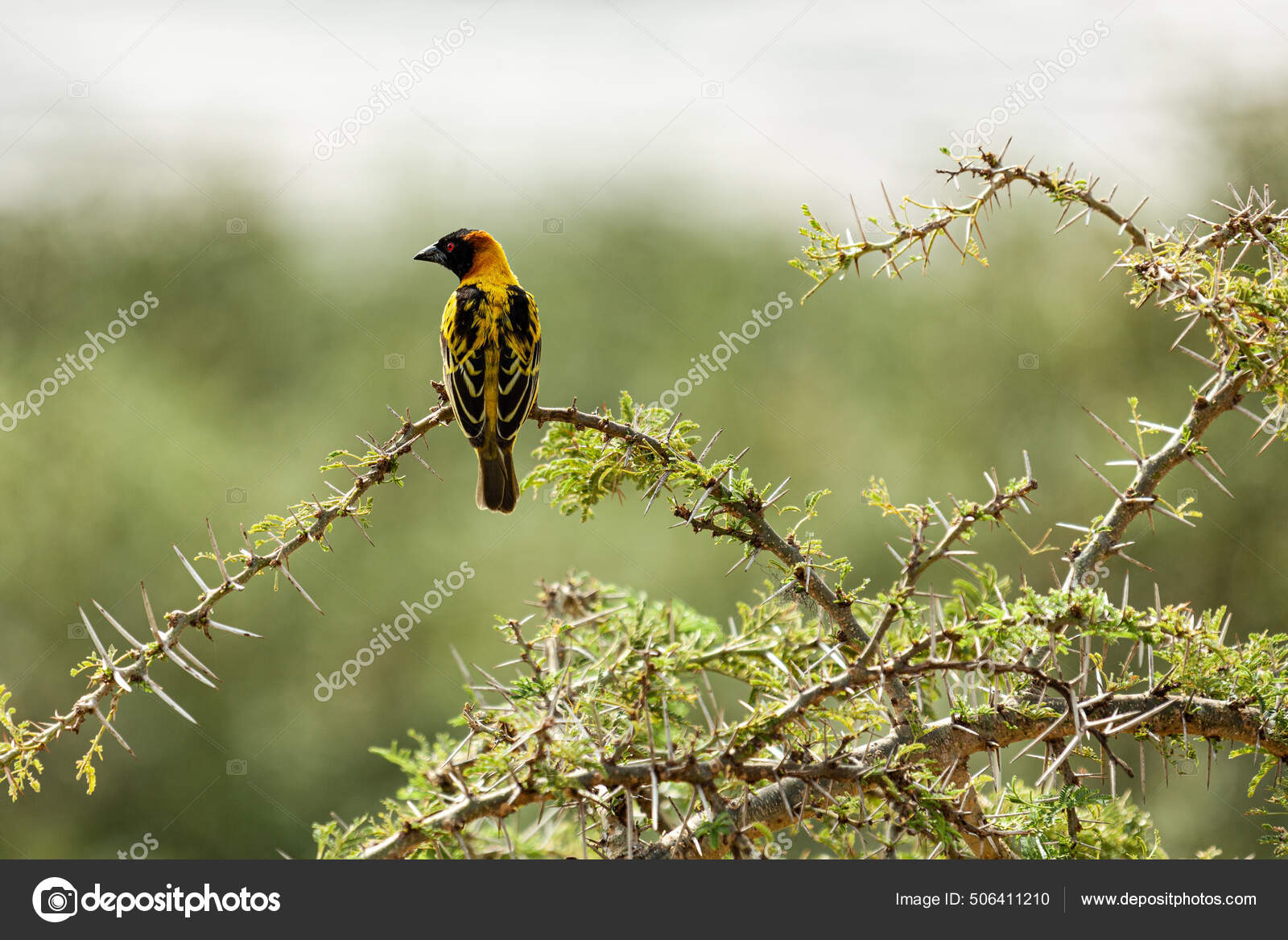 A bird sitting on thorn covered branch in Queen Elizabeth National Park ...