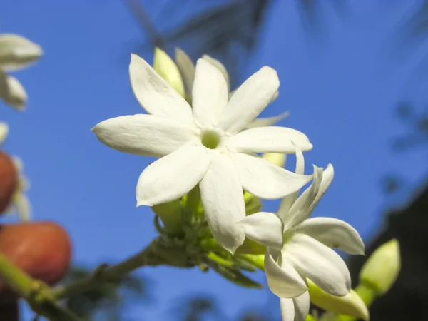 Muscat flower Stock Photos, Royalty Free Muscat flower Images ...