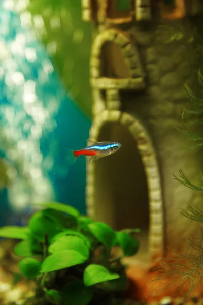 Beautiful fish tank Stock Photos, Royalty Free Beautiful fish tank ...