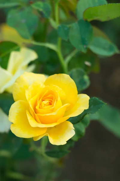 Yellow rose garden Stock Photos, Royalty Free Yellow rose garden Images ...