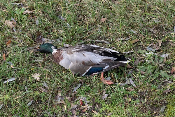 Carcass of duck Stock Photos, Royalty Free Carcass of duck Images ...