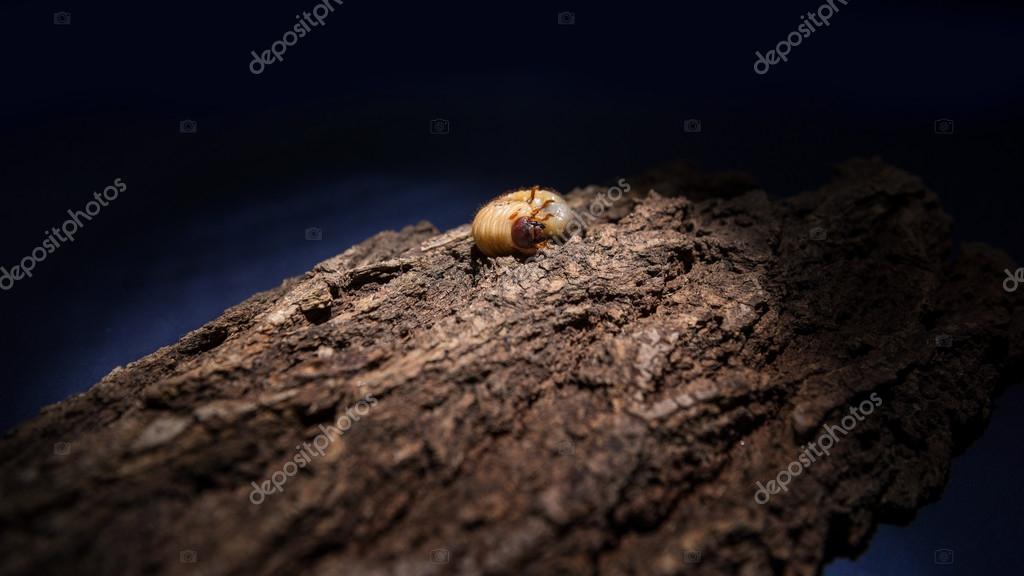 Illuminated maggot on a bark at night — Stock Photo © bernardbodo #76298821