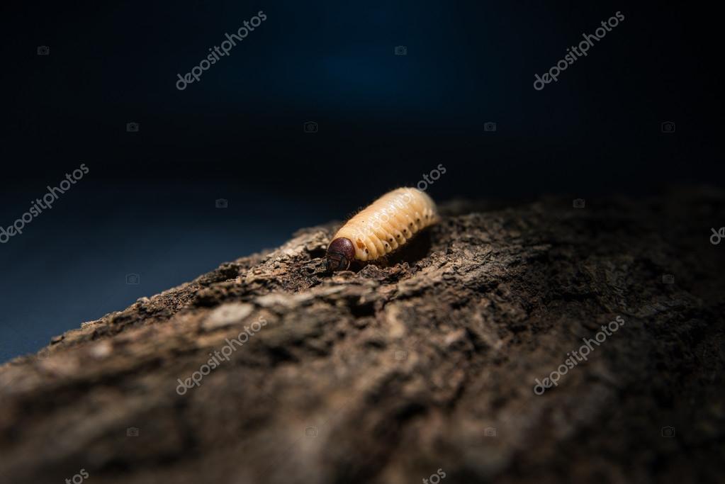 Illuminated maggot at night — Stock Photo © bernardbodo #76298849