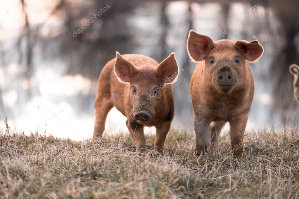 Cute mangalitsa pigs — Stock Photo © bernardbodo #76299749
