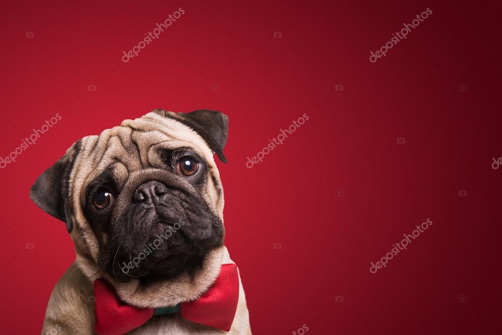 Cute pug puppy — Stock Photo © bernardbodo #90977328