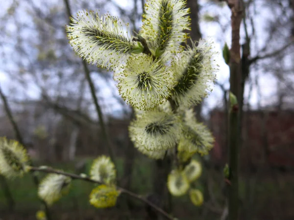 Salix acutifolia Stock Photos, Royalty Free Salix acutifolia Images ...