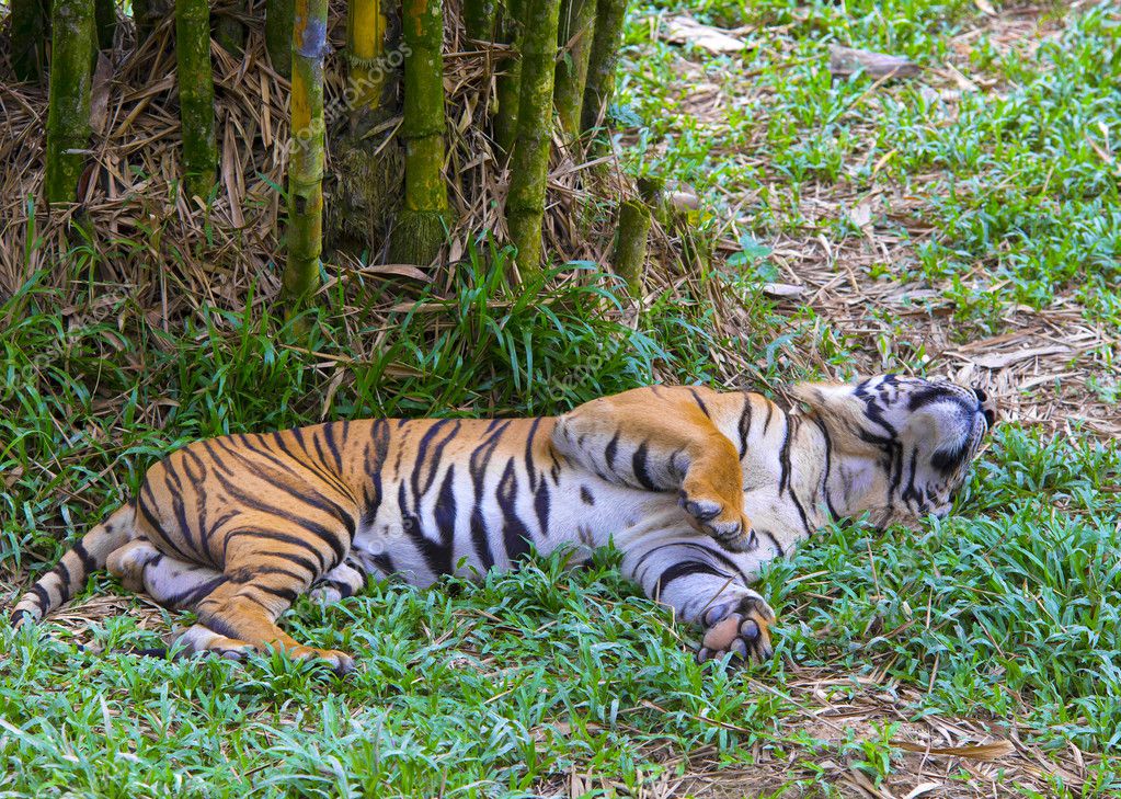 Asian tiger. — Stock Photo © trubavin #64268311