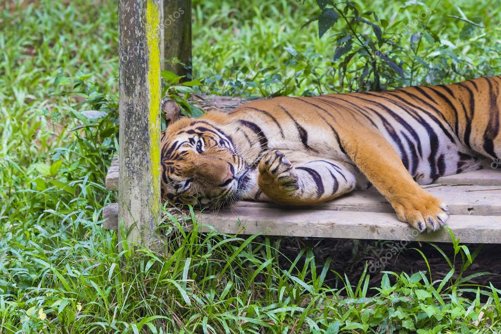 Asian tiger. — Stock Photo © trubavin #64269769