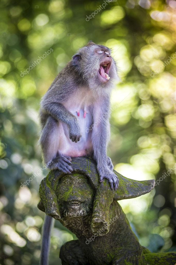 Monkey at Monkey Forest Stock Photo by ©trubavin 66380171