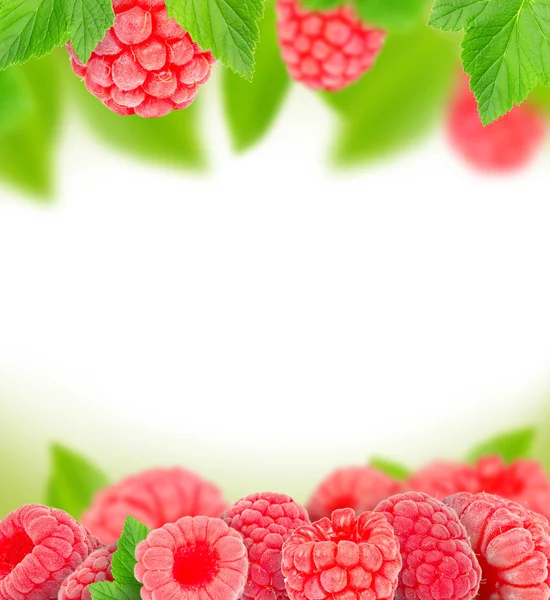 Raspberry fruit background Stock Photos, Royalty Free Raspberry fruit ...