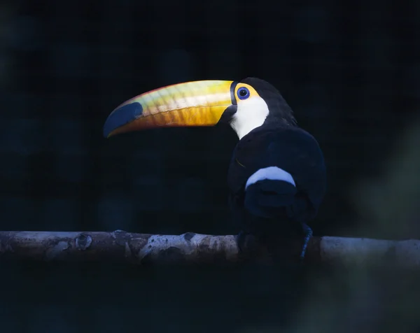 Tucanos no galho Stock Photos, Royalty Free Tucanos no galho Images ...