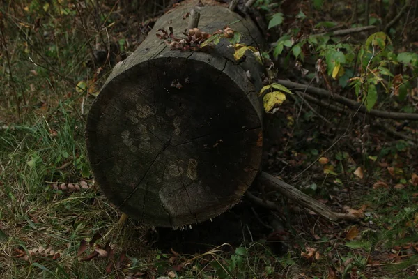 Dead fallen pine Stock Photos, Royalty Free Dead fallen pine Images ...