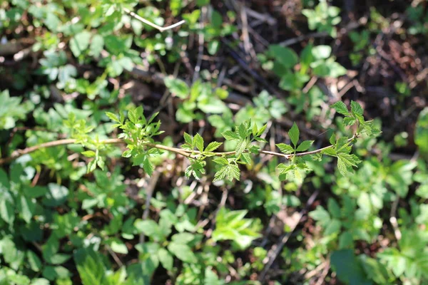 Creeping straggling stems Stock Photos, Royalty Free Creeping ...