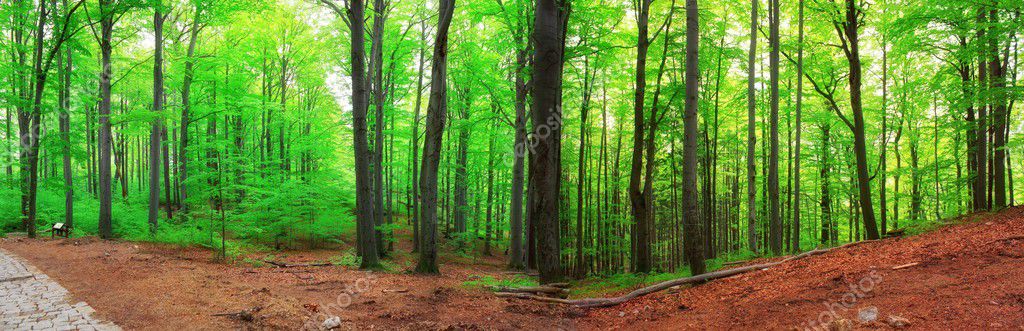 Forest Panorama ⬇ Stock Photo, Image by © JuliaSha #4999803