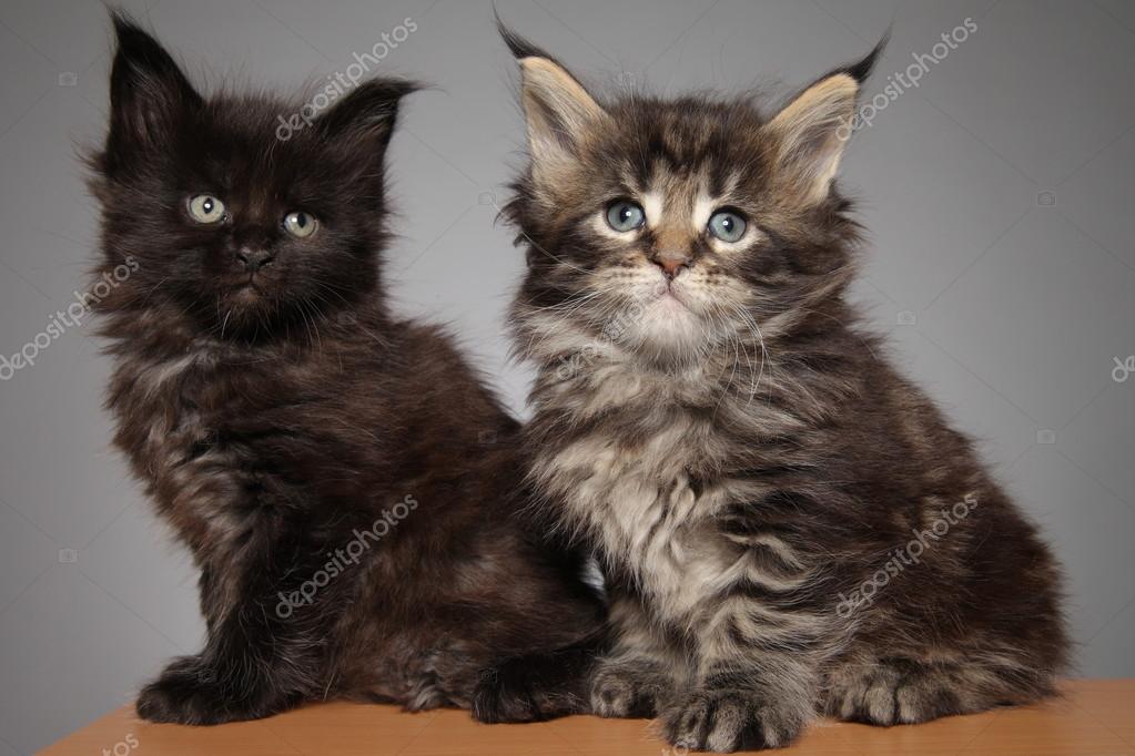 Cute Maine Coon kitten Stock Photo by ©zhagunov 70631381