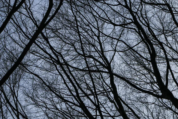 Bare Trees Background