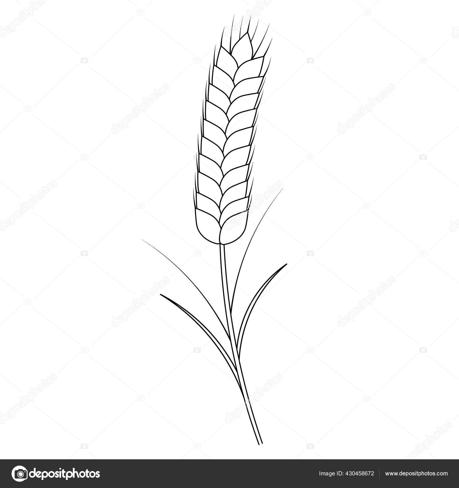 Wheat Crops Drawing