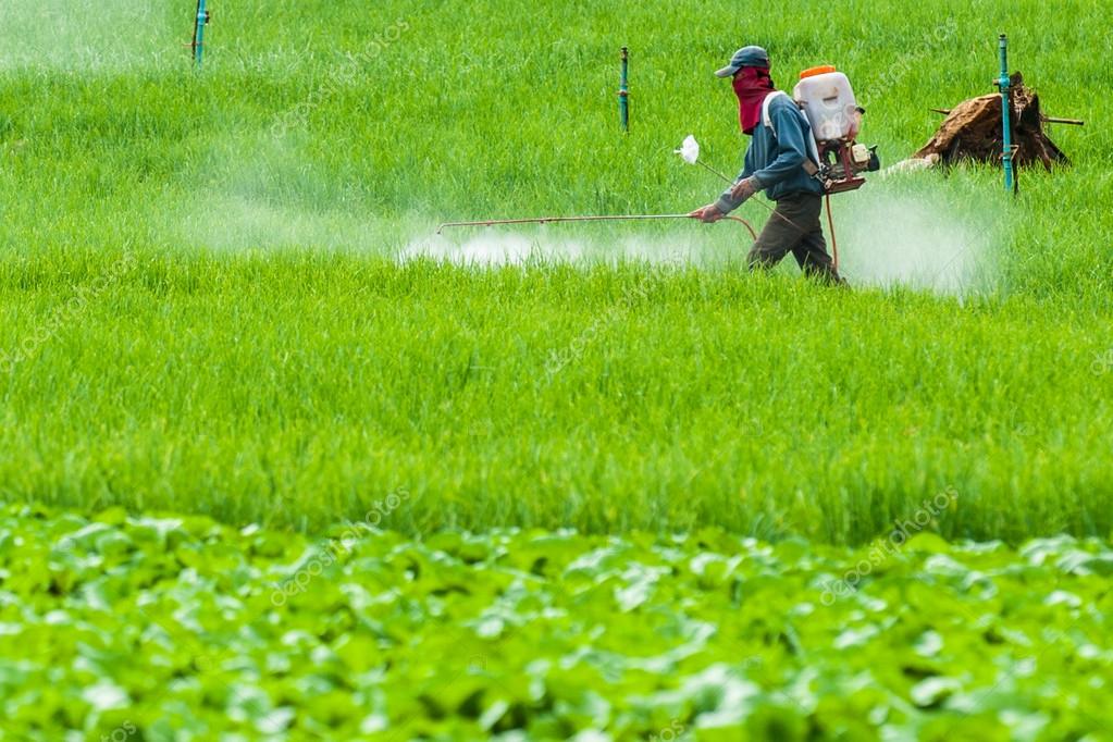 Farmer spraying pesticide on Terrace rice fields — Stock Photo ...