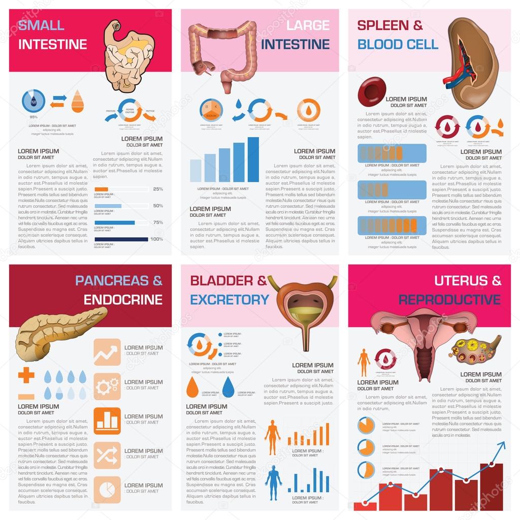 Internal Human Organ Health And Medical Chart Diagram Infographi Stock ...