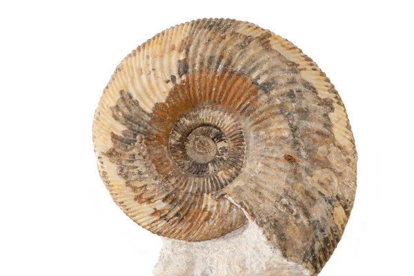 Fossils png transparent images png all fotos de stock, imágenes de ...