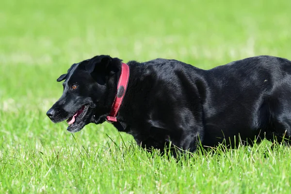 Labrador negro Stock Photos, Royalty Free Labrador negro Images ...