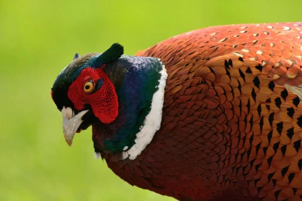 Canje faisan Stock Photos, Royalty Free Canje faisan Images | Depositphotos