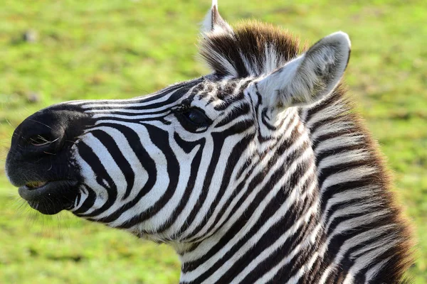 Zebra nose Stock Photos, Royalty Free Zebra nose Images | Depositphotos