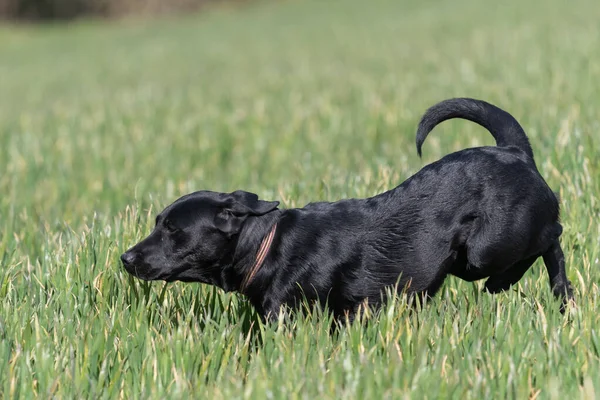 Black labrador walking Stock Photos, Royalty Free Black labrador ...