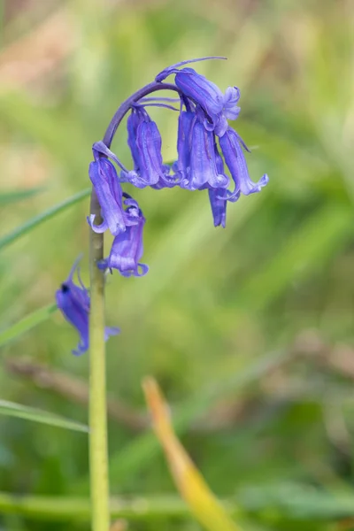 Bluebell plant Stock Photos, Royalty Free Bluebell plant Images ...