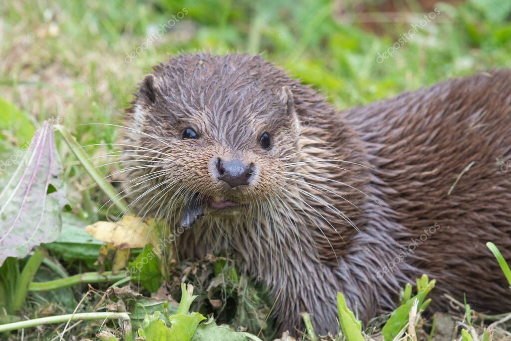 Primer plano de una nutria eurasiática (lutra lutra) comiendo un pez 2022