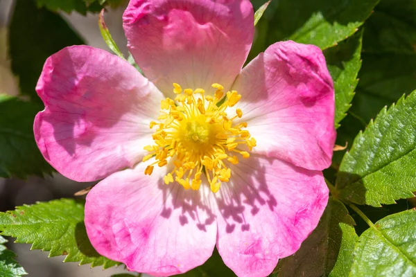 Dog rose love Stock Photos, Royalty Free Dog rose love Images ...