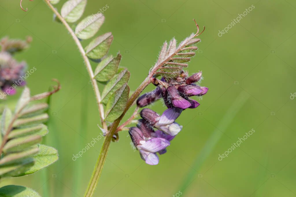 El primer plano de la flor de la veza arbustiva (vicia sepium) 2024