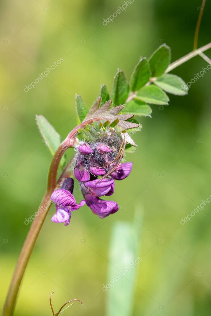 El primer plano de la flor de la veza arbustiva (vicia sepium) 2024