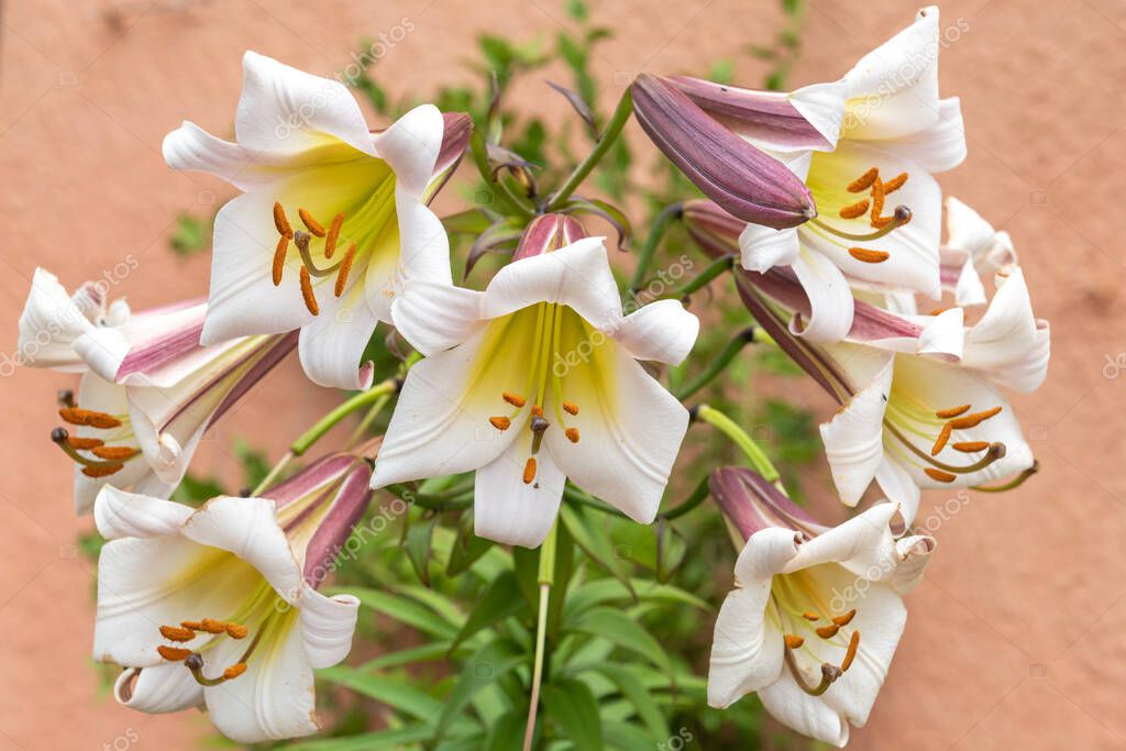 Primer plano de lirios de dragón negro (lilium leucanthum) en flor 2022