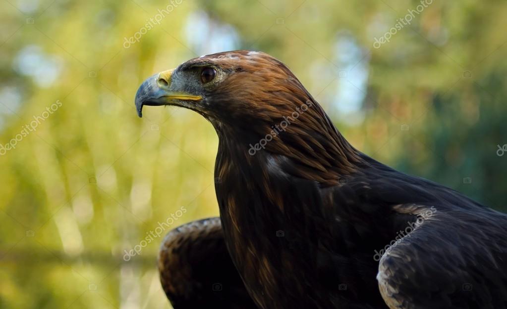 Birds of prey. — Stock Photo © spyro126 #58131089