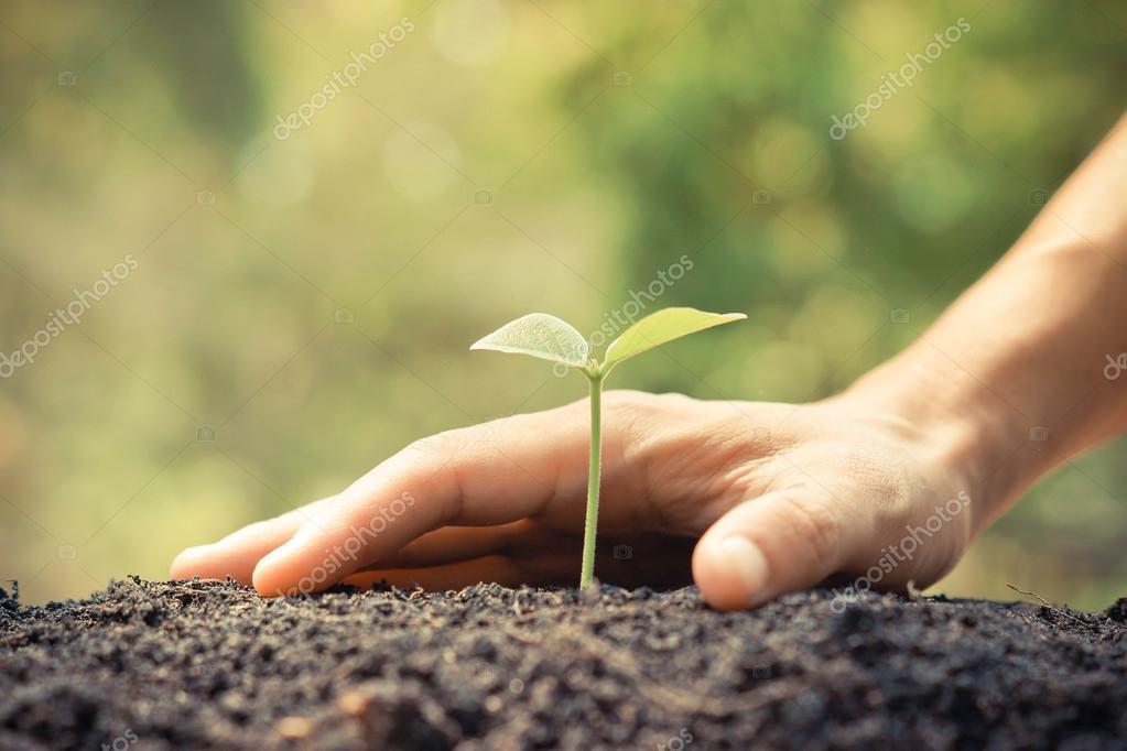 Hand growing and nurturing tree — Stock Photo © weerapat #114699806